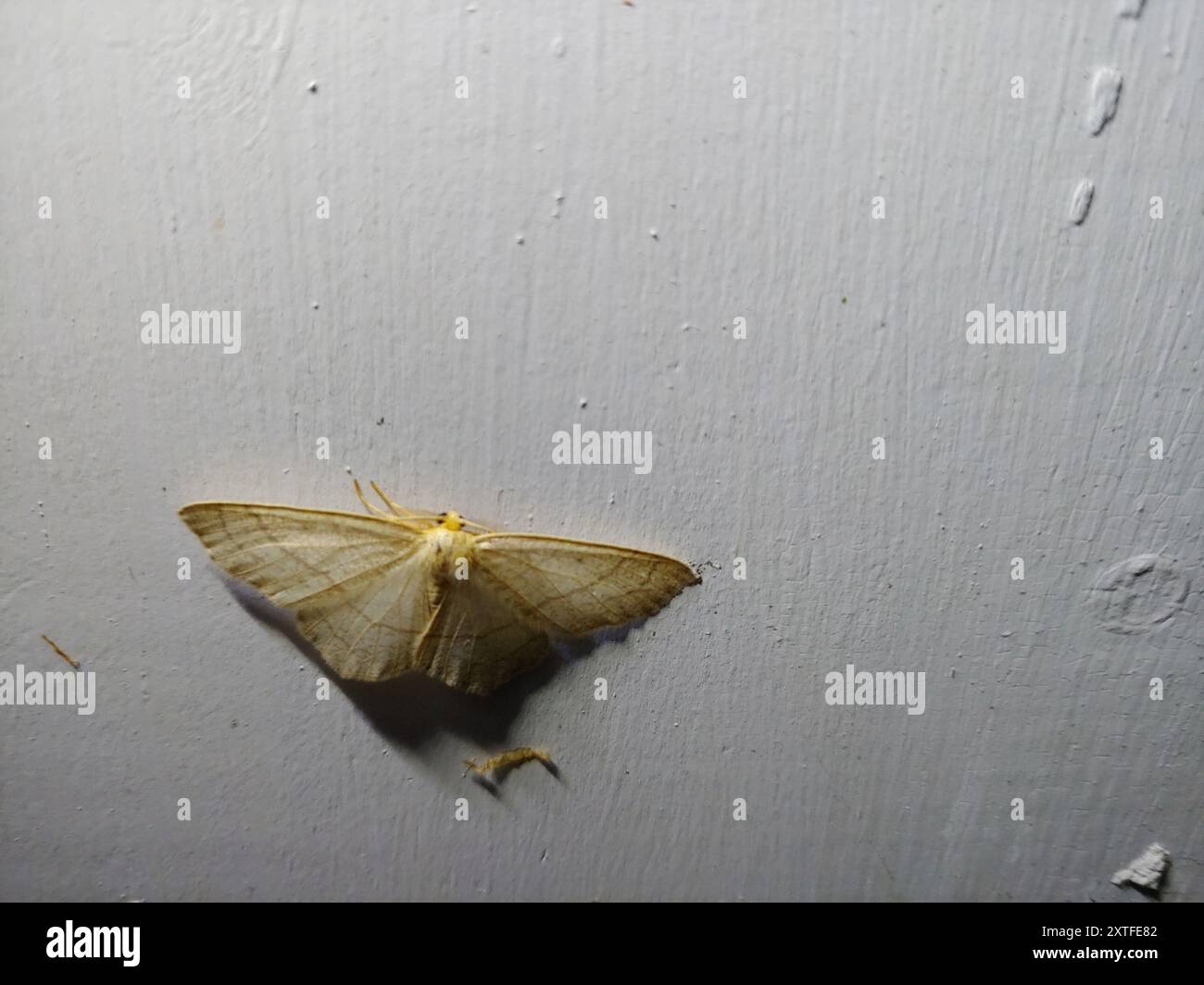 Straw Besma Moth (Besma endropiaria) Insecta Stock Photo - Alamy