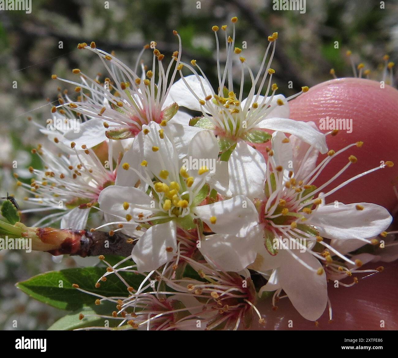 sand cherry (Prunus pumila) Plantae Stock Photo - Alamy
