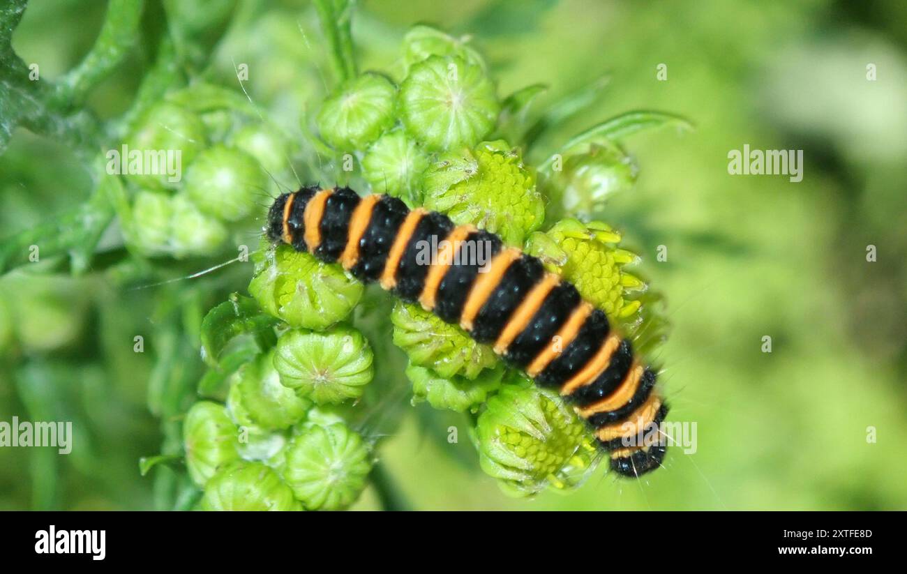 Cinnabar moth (Tyria jacobaeae) Insecta Stock Photo - Alamy