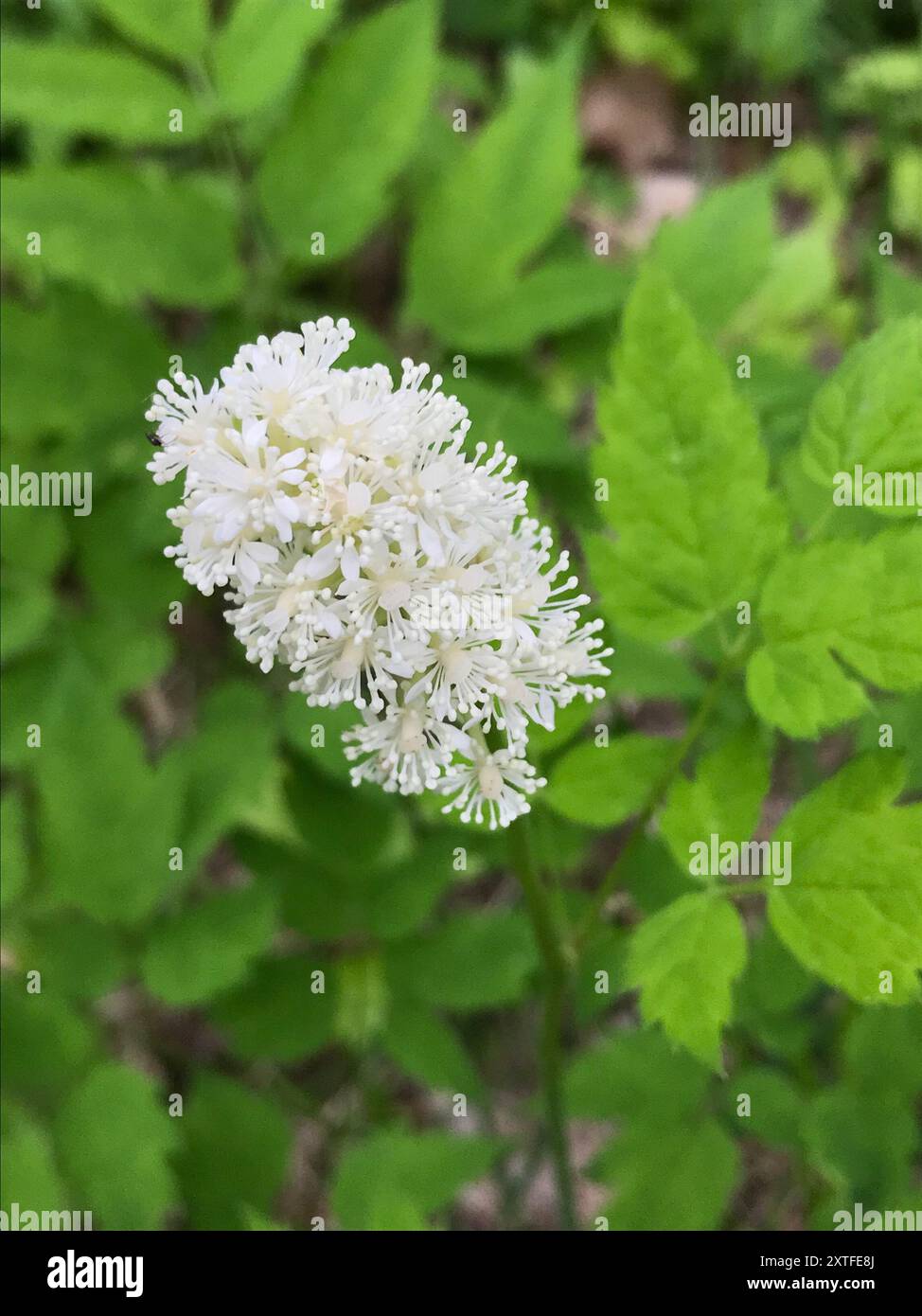 white baneberry (Actaea pachypoda) Plantae Stock Photo - Alamy