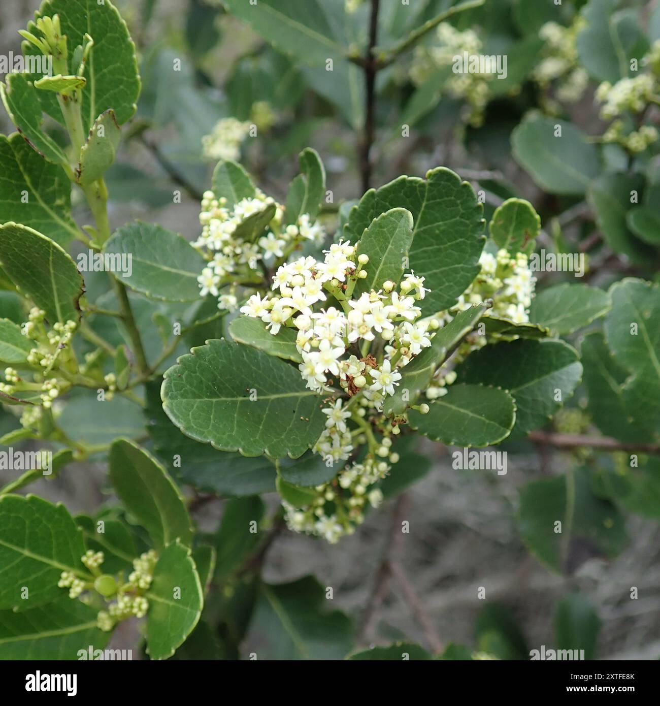Forest spoonwood (Cassine peragua peragua) Plantae Stock Photo - Alamy