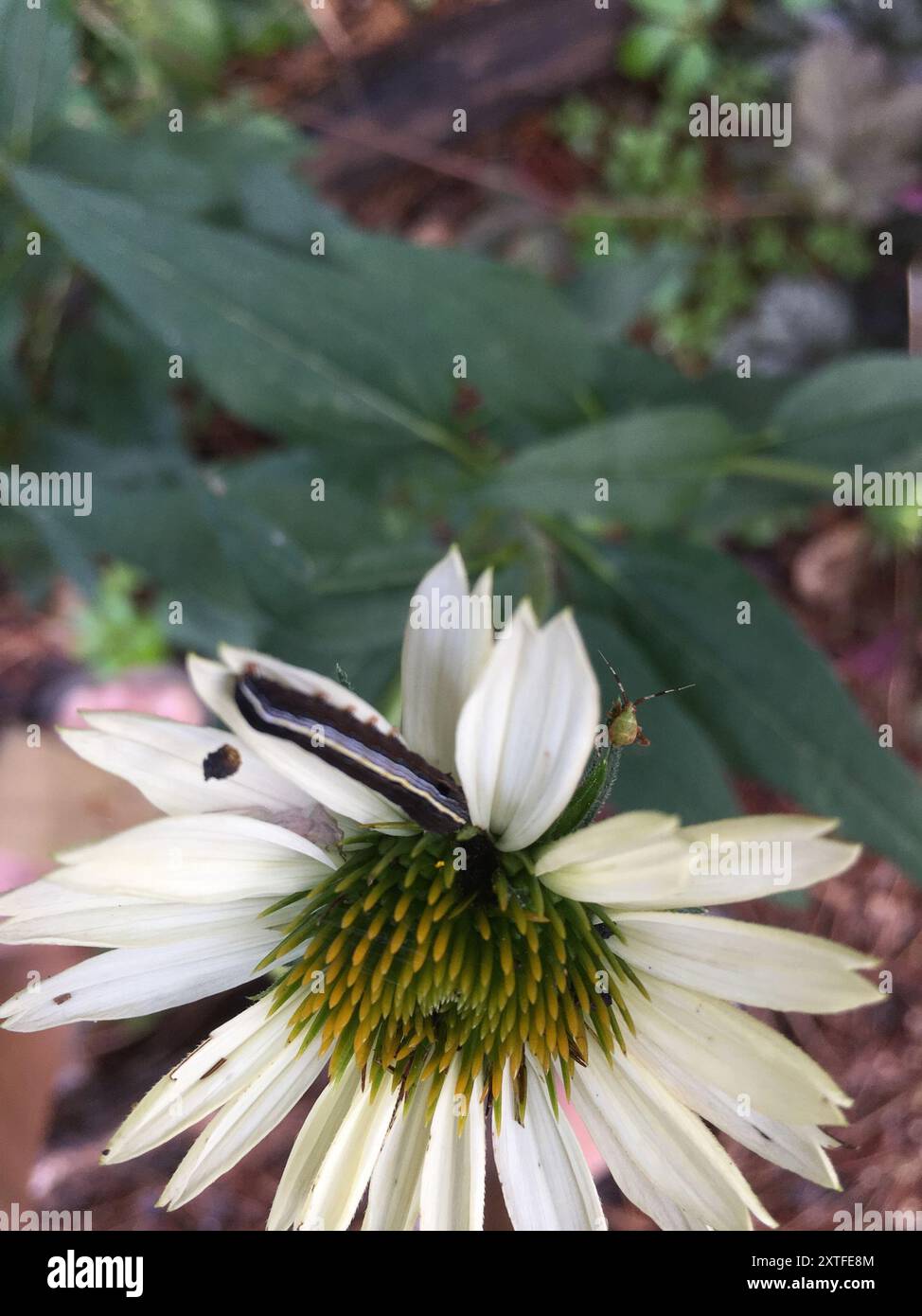 Yellow-striped Armyworm Moth (Spodoptera ornithogalli) Insecta Stock ...