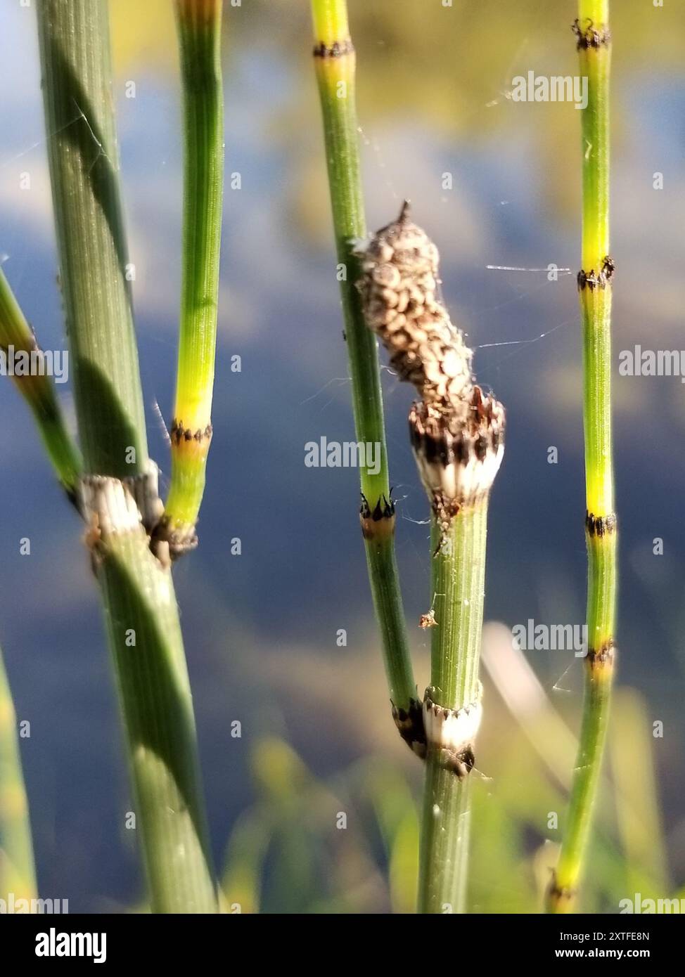 smooth horsetail (Equisetum laevigatum) Plantae Stock Photo - Alamy