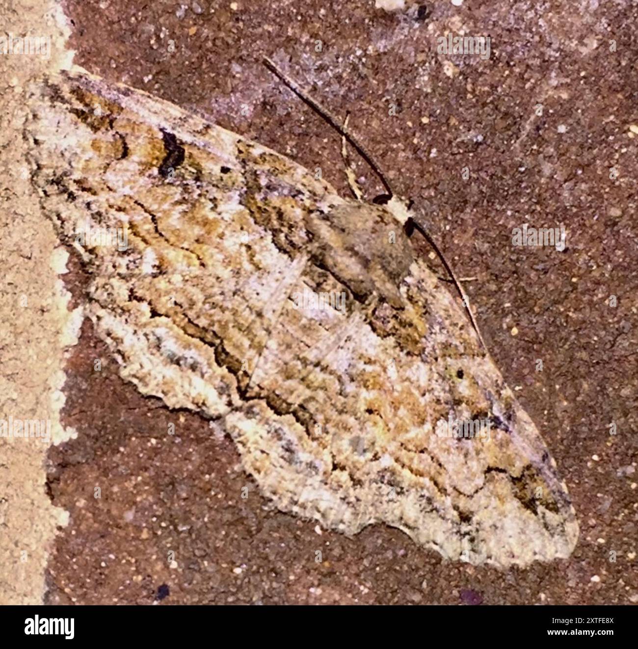 Maple Zale Moth (Zale galbanata) Insecta Stock Photo - Alamy