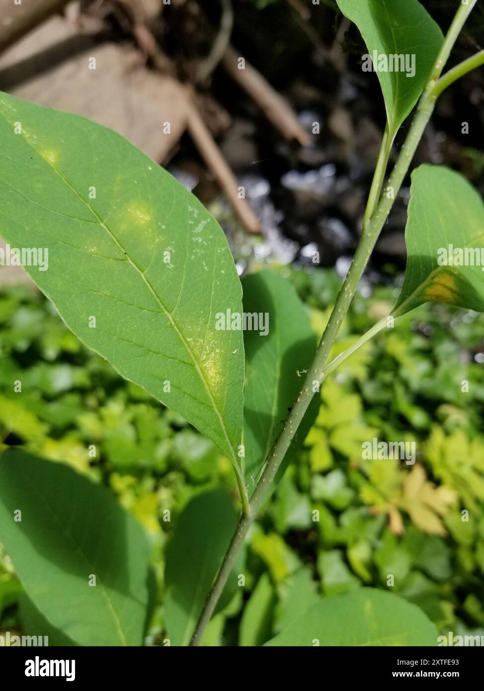 Osoberry (Oemleria cerasiformis) Plantae Stock Photo - Alamy