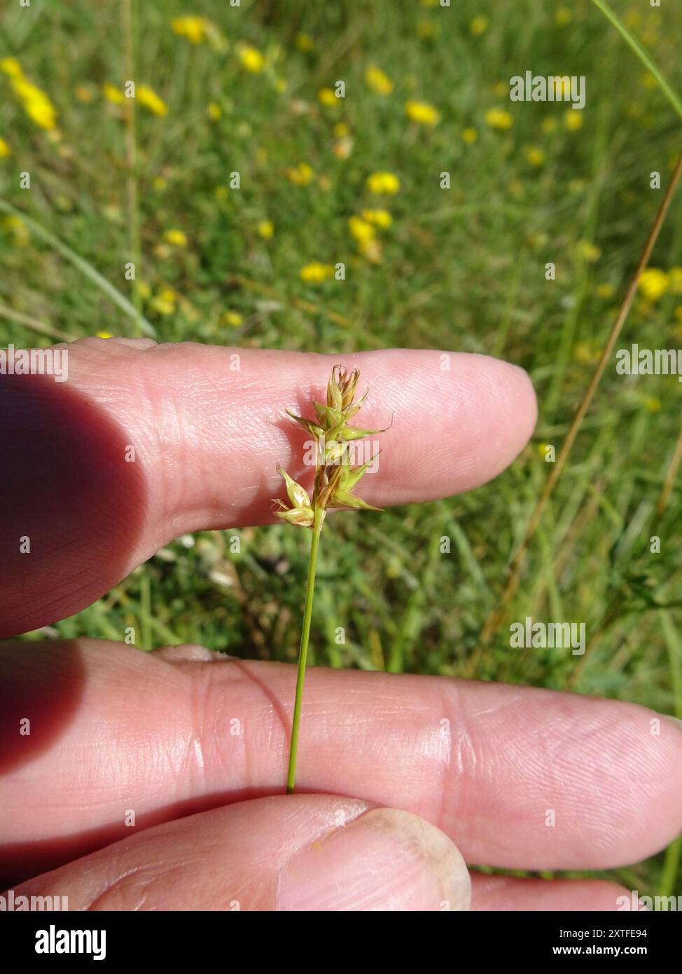 Spiked Sedge (Carex spicata) Plantae Stock Photo - Alamy