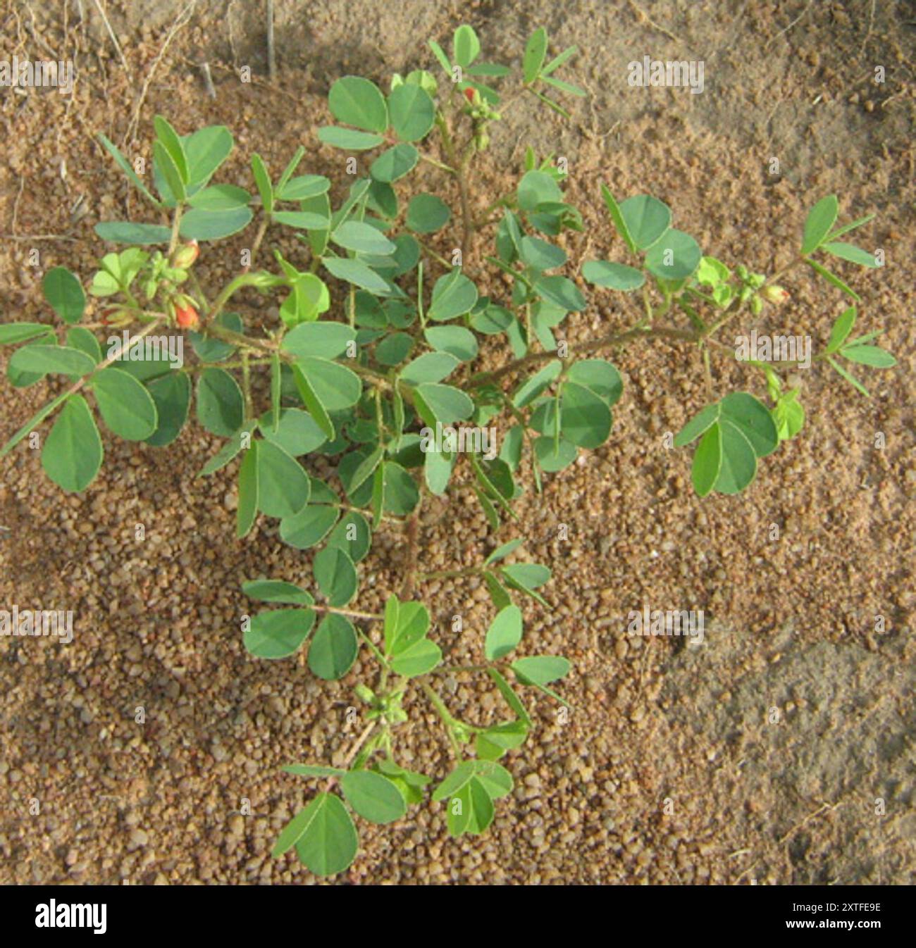 Hairy Cassia (Chamaecrista absus) Plantae Stock Photo - Alamy