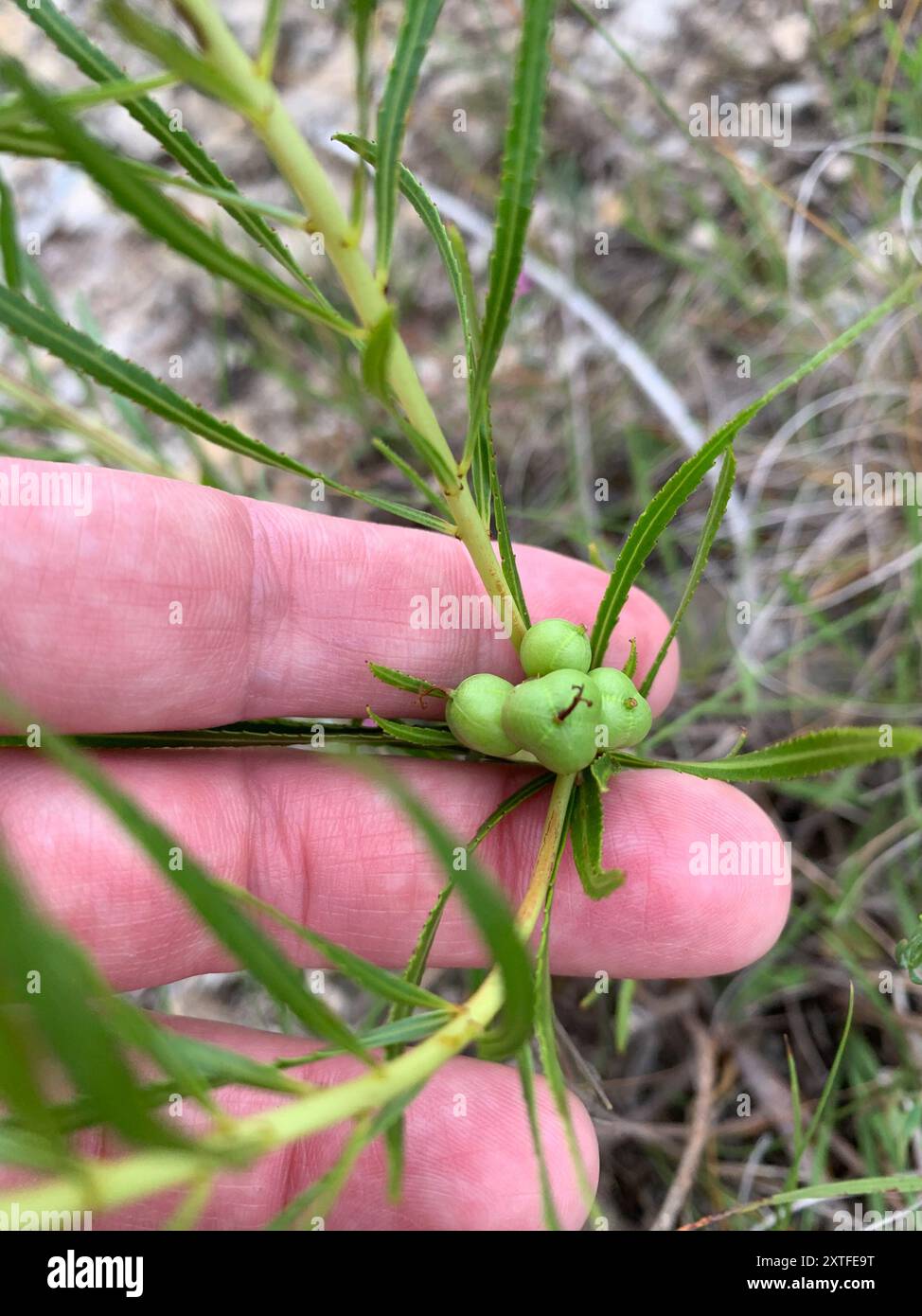 Texas Stillingia (Stillingia texana) Plantae Stock Photo - Alamy
