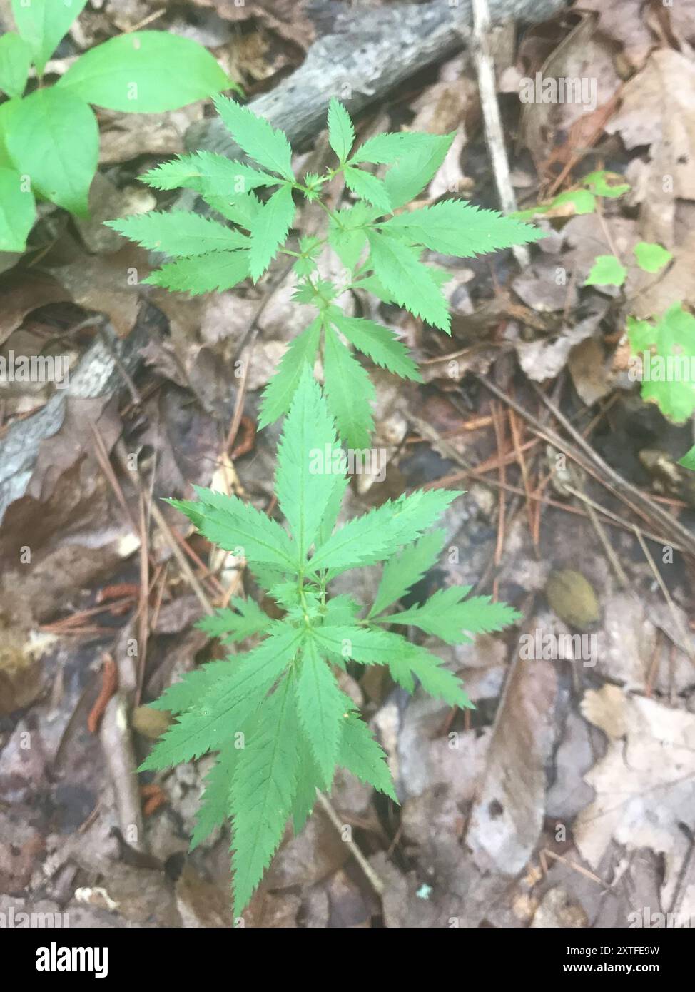 American ipecac hi-res stock photography and images - Alamy