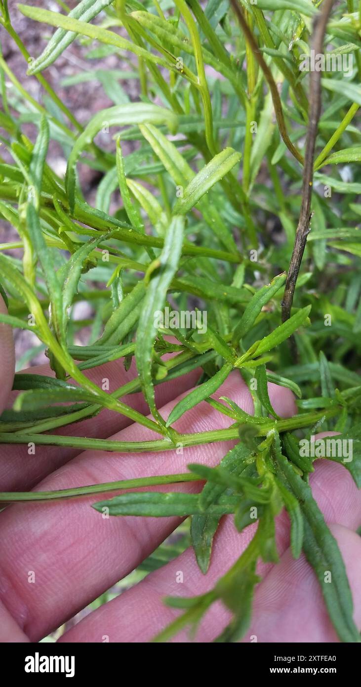 Senecio madagascariensis hi-res stock photography and images - Alamy