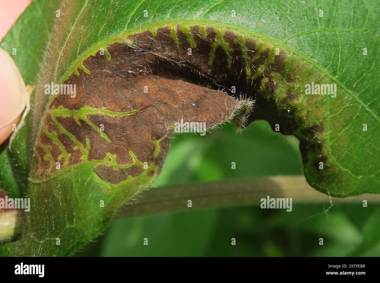 Honeysuckle Leaf Blight (Insolibasidium deformans) Fungi Stock Photo ...