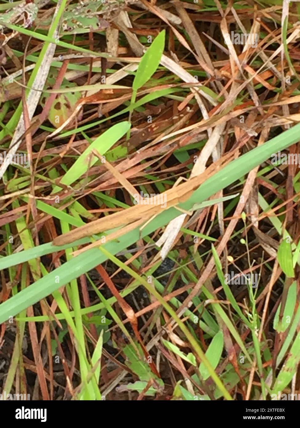 Long-headed Toothpick Grasshopper (Achurum carinatum) Insecta Stock ...