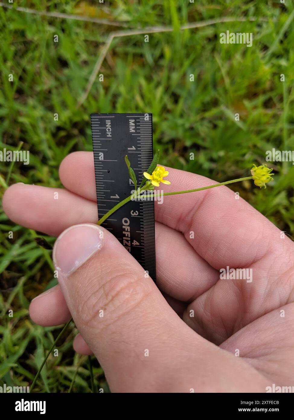 woodland buttercup (Ranunculus uncinatus) Plantae Stock Photo - Alamy