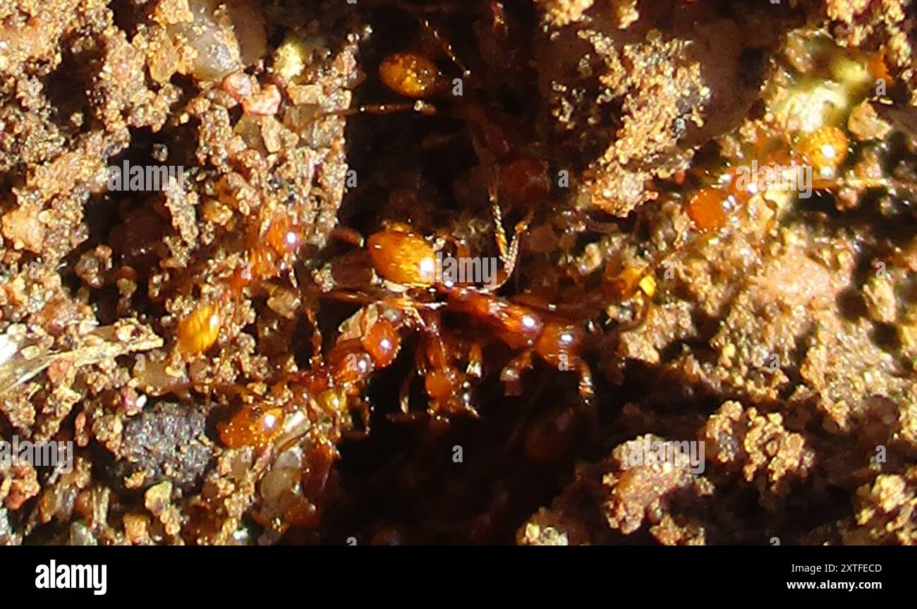 Golden Raider ant (Aenictus rotundatus) Insecta Stock Photo - Alamy
