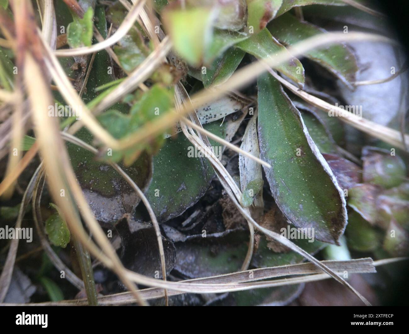 Canadian Pussytoes (Antennaria howellii canadensis) Plantae Stock Photo ...