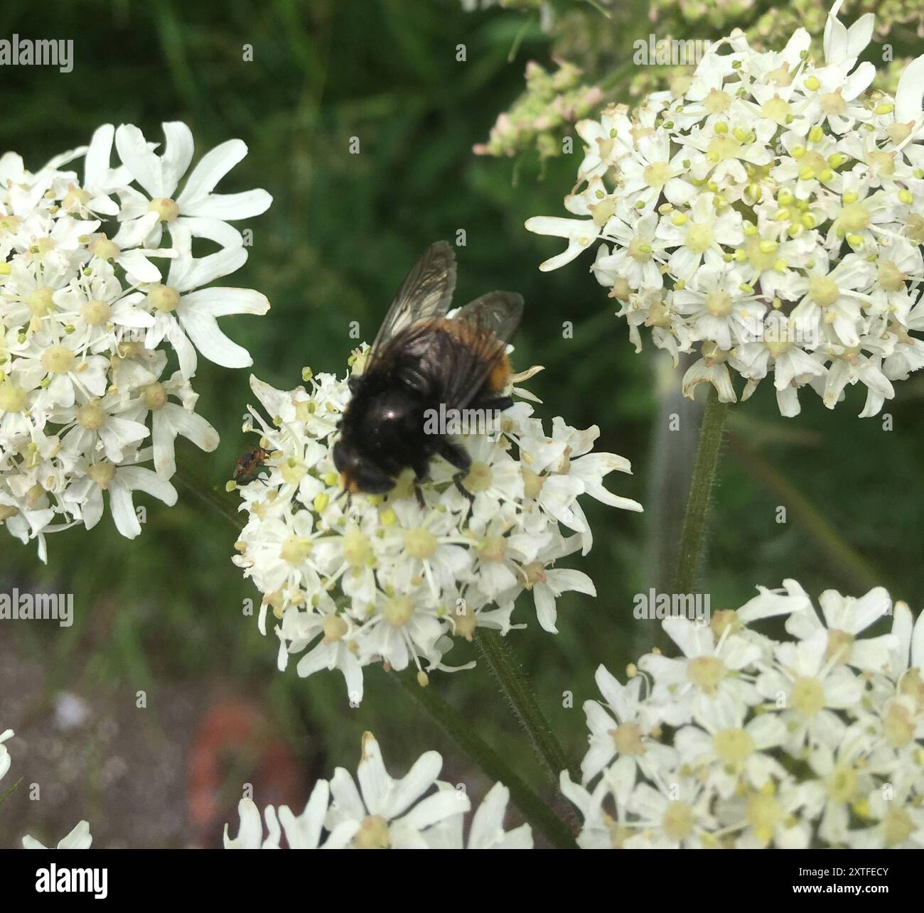 Narcissus Bulb Fly (Merodon equestris) Insecta Stock Photo - Alamy