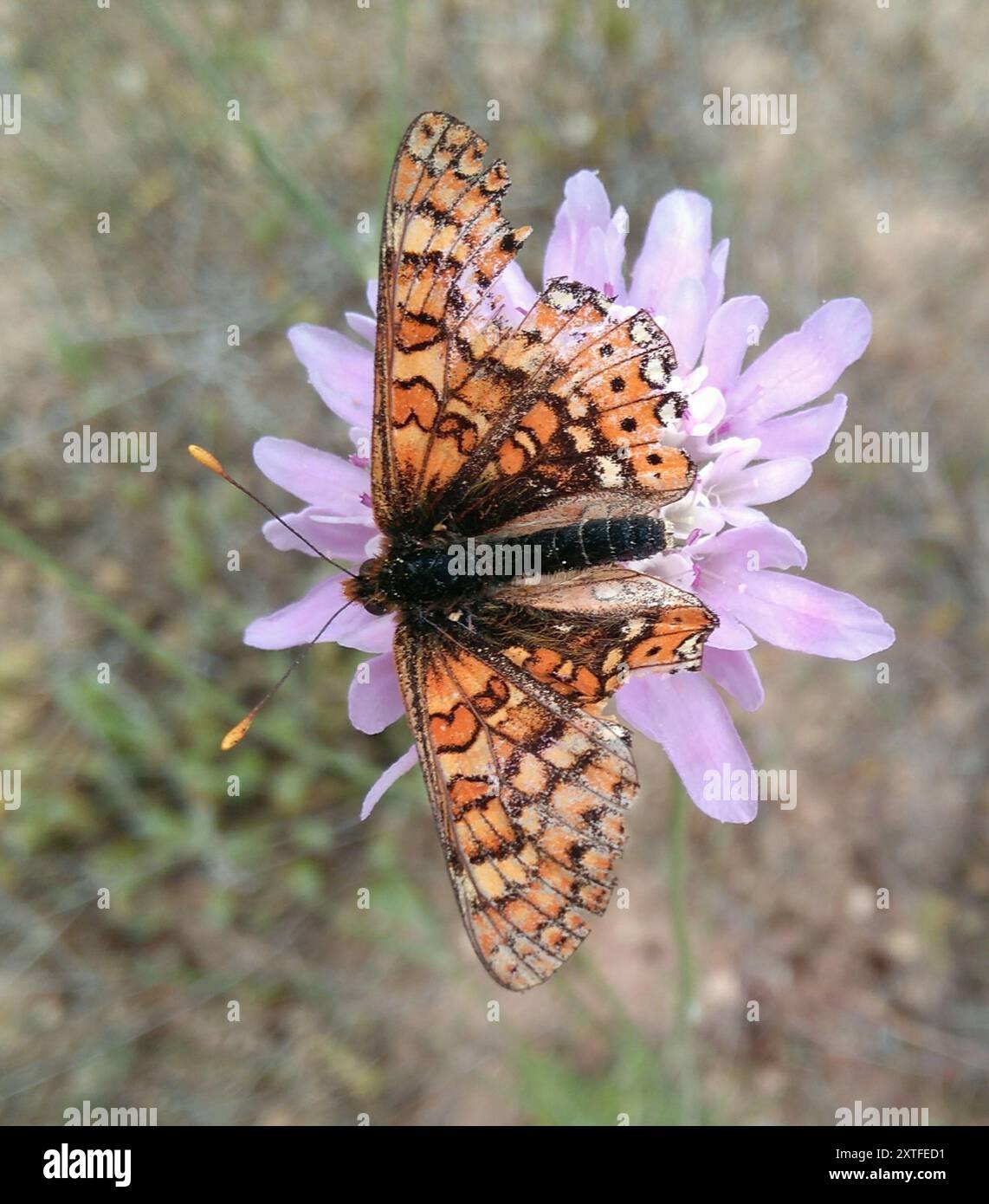Marsh Fritillary (Euphydryas aurinia) Insecta Stock Photo - Alamy