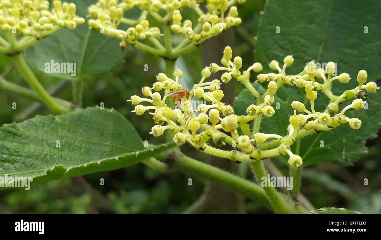 Stingless Bees (Meliponini) Insecta Stock Photo - Alamy