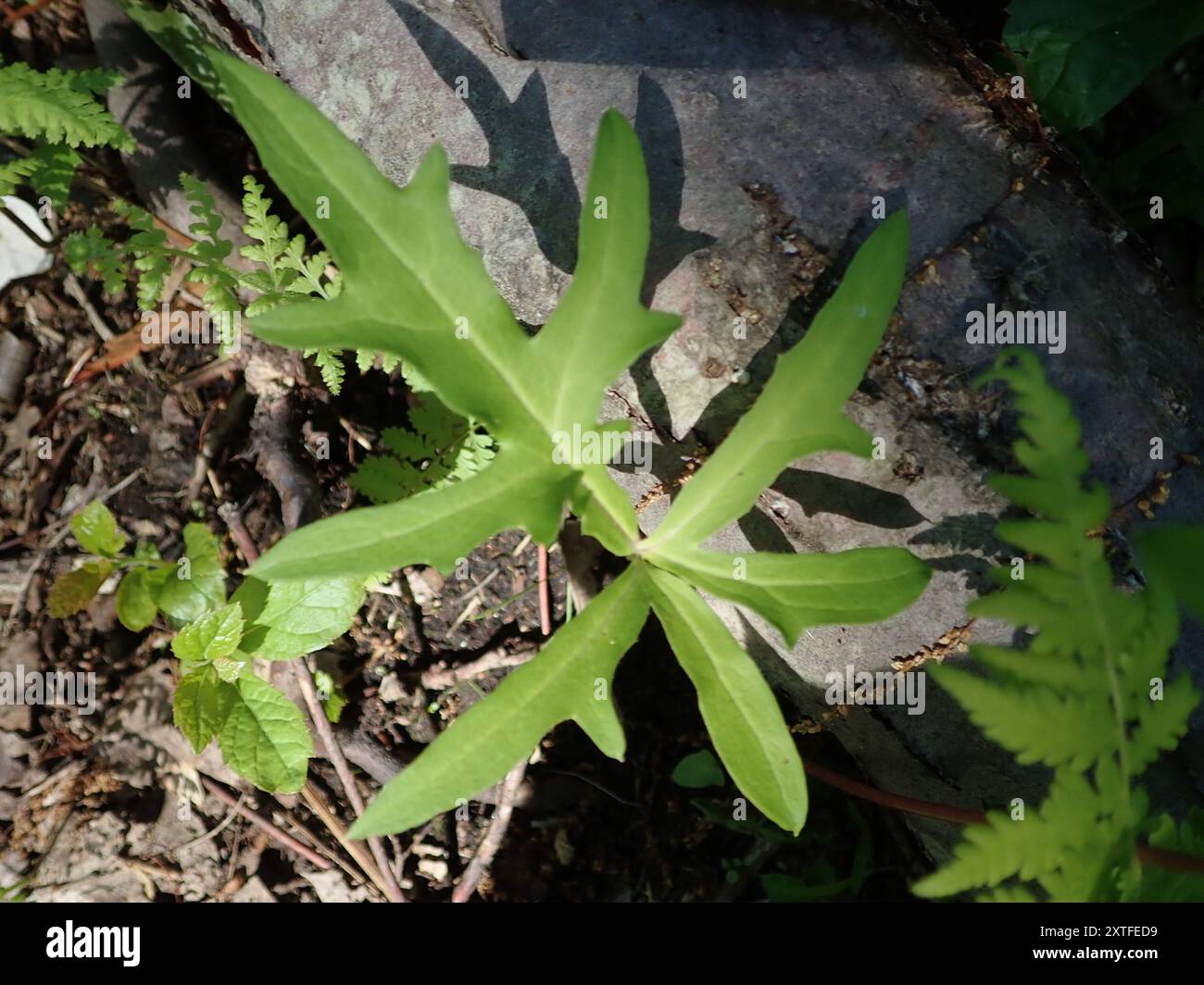dicots (Magnoliopsida) Plantae Stock Photo - Alamy