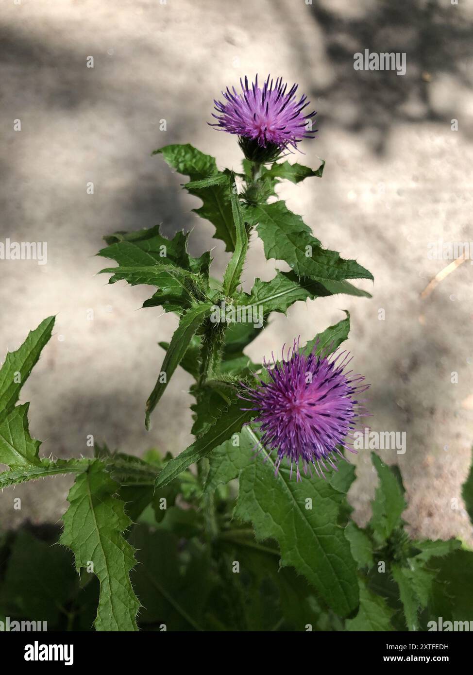 Welted Thistle (Carduus crispus) Plantae Stock Photo - Alamy