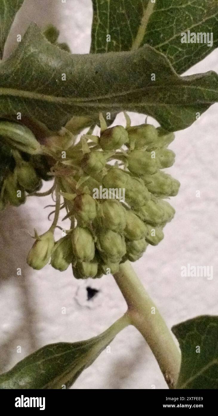 green comet milkweed (Asclepias viridiflora) Plantae Stock Photo - Alamy