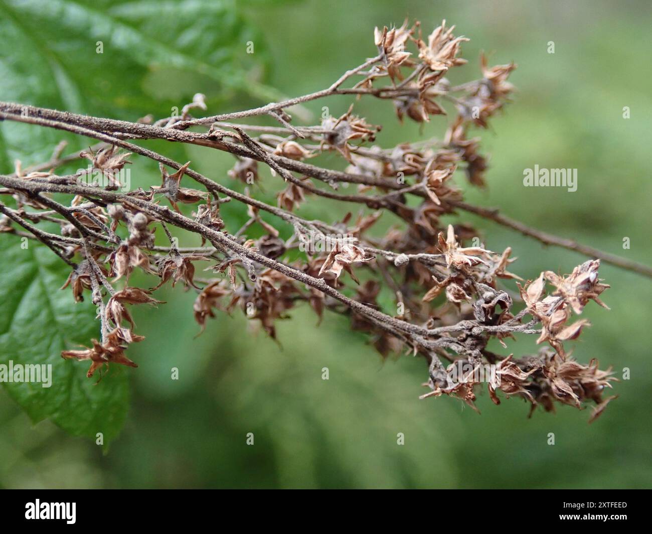 Ocean spray (Holodiscus discolor) Plantae Stock Photo - Alamy
