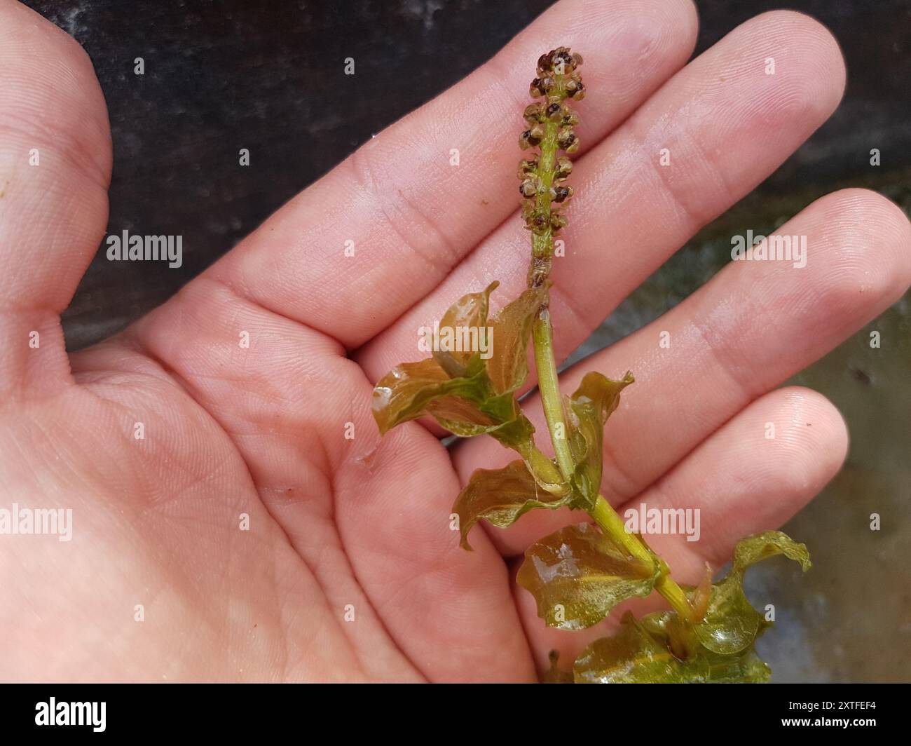 Perfoliate Pondweed (Potamogeton perfoliatus) Plantae Stock Photo - Alamy