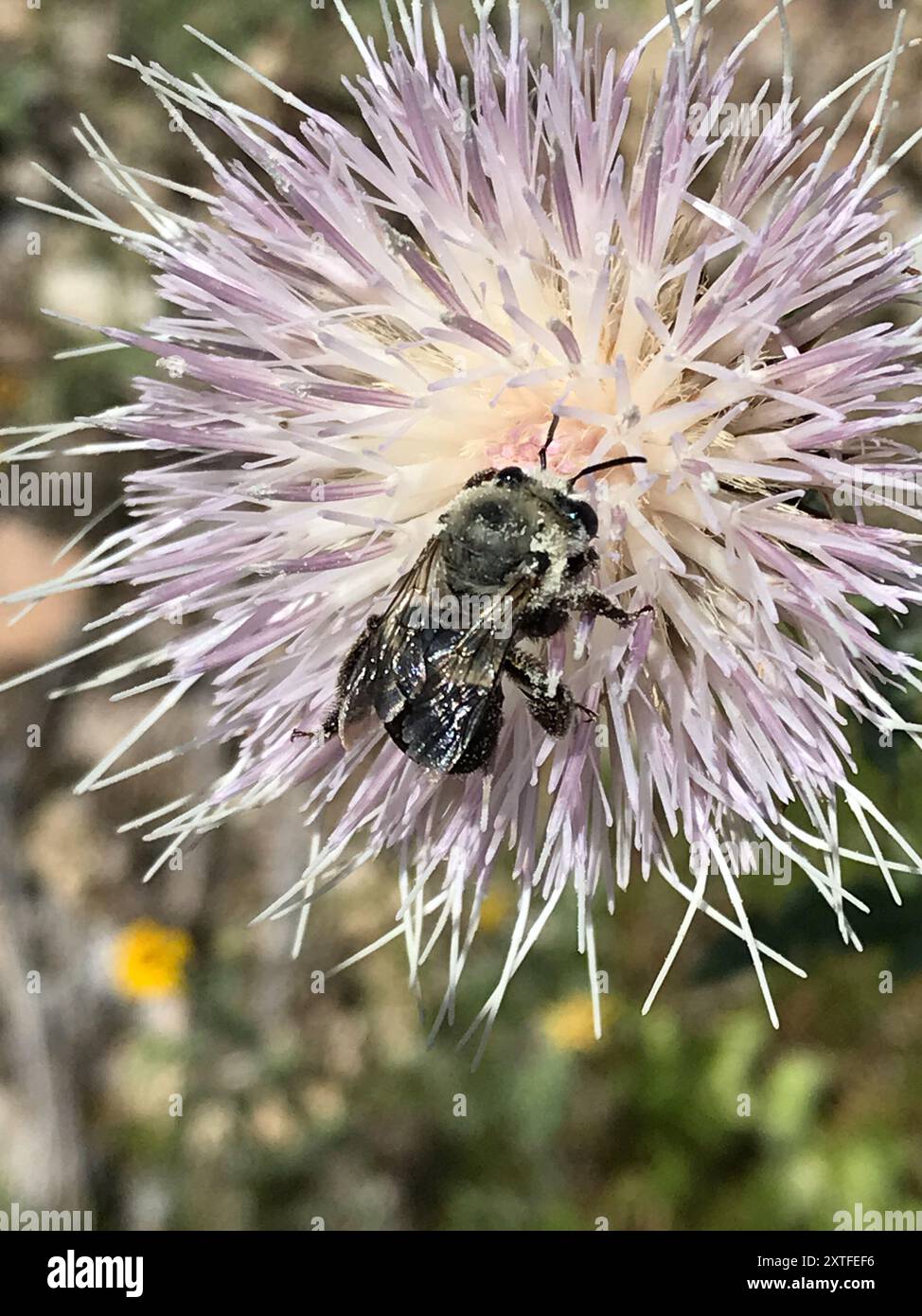 Common Digger Bees (Anthophora) Insecta Stock Photo - Alamy