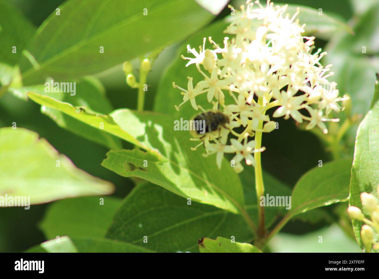 Bee-mimic Beetle (Trichiotinus assimilis) Insecta Stock Photo - Alamy