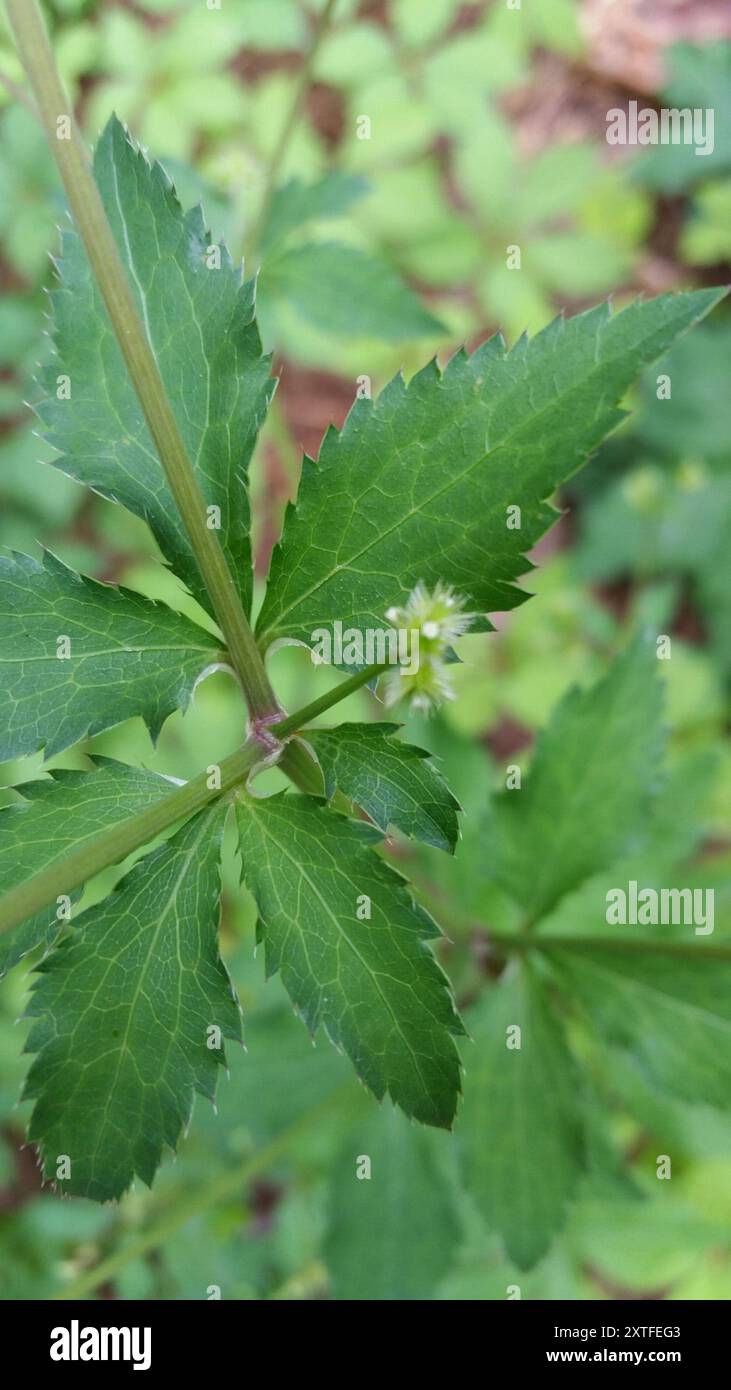 Black Snakeroot (Sanicula canadensis) Plantae Stock Photo - Alamy