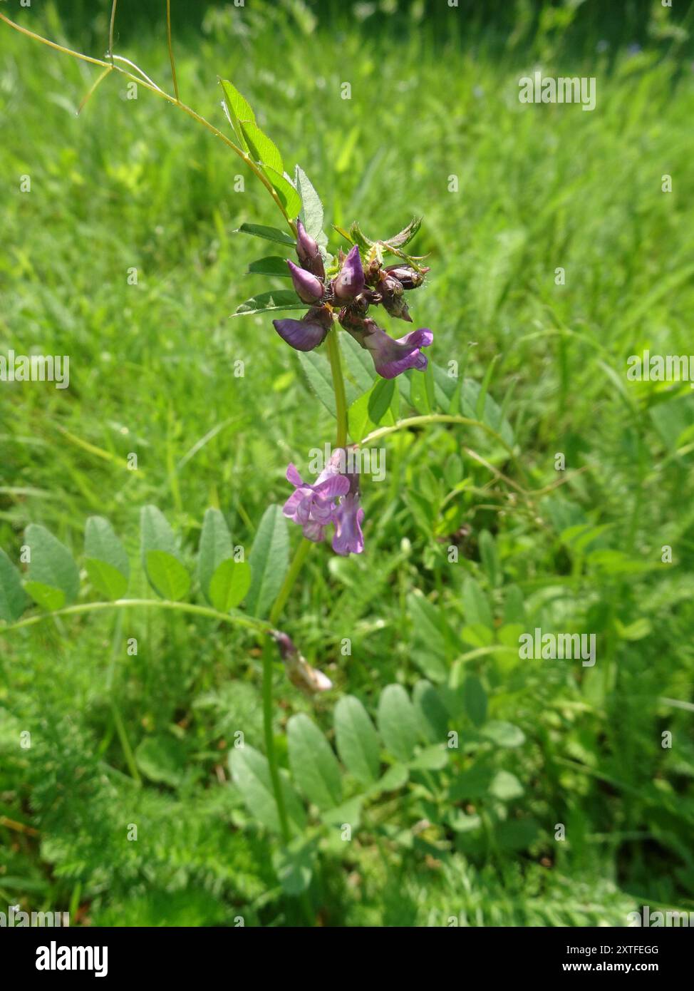 Bush Vetch (Vicia sepium) Plantae Stock Photo - Alamy