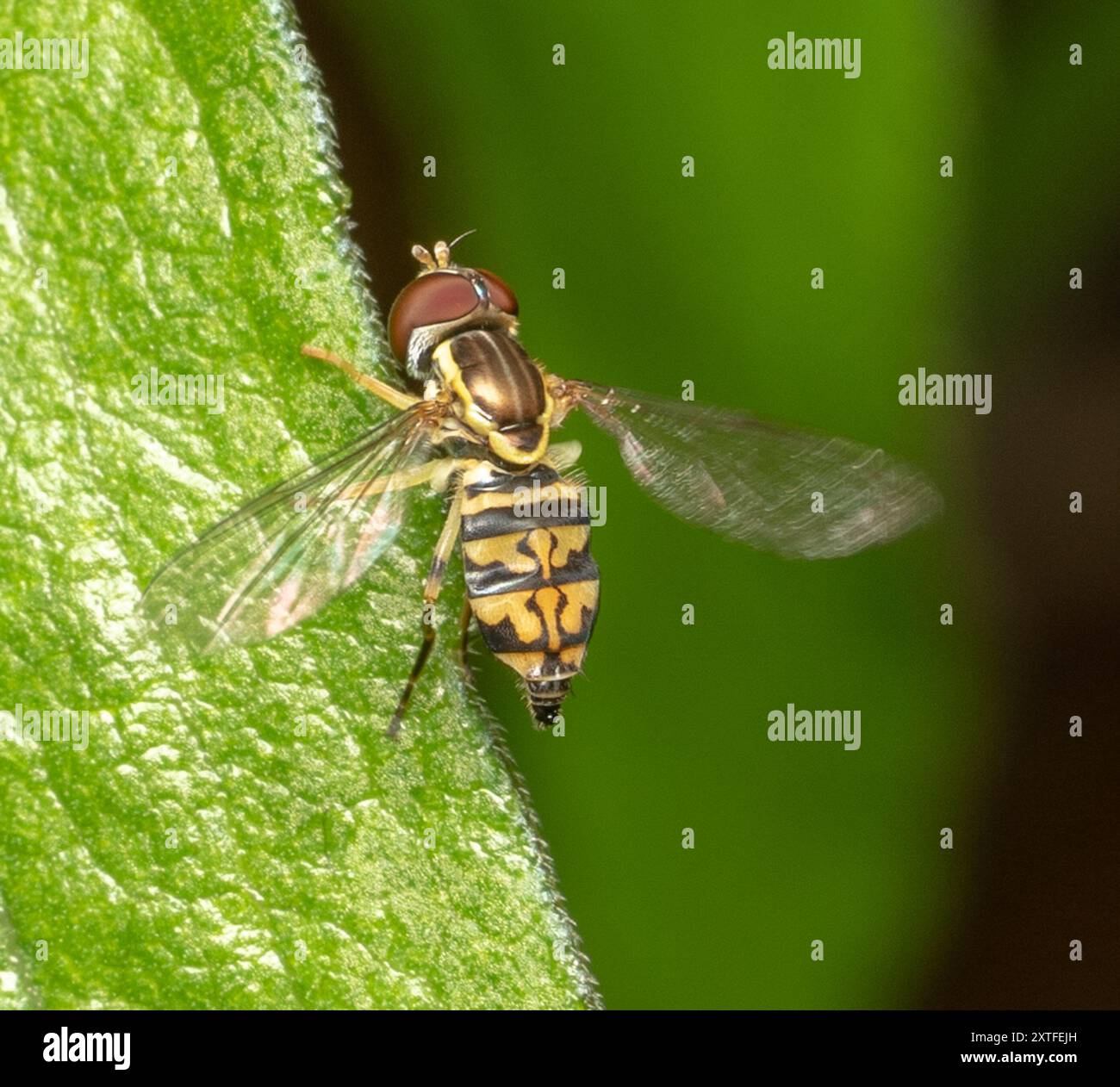 Eastern Calligrapher (Toxomerus geminatus) Insecta Stock Photo - Alamy