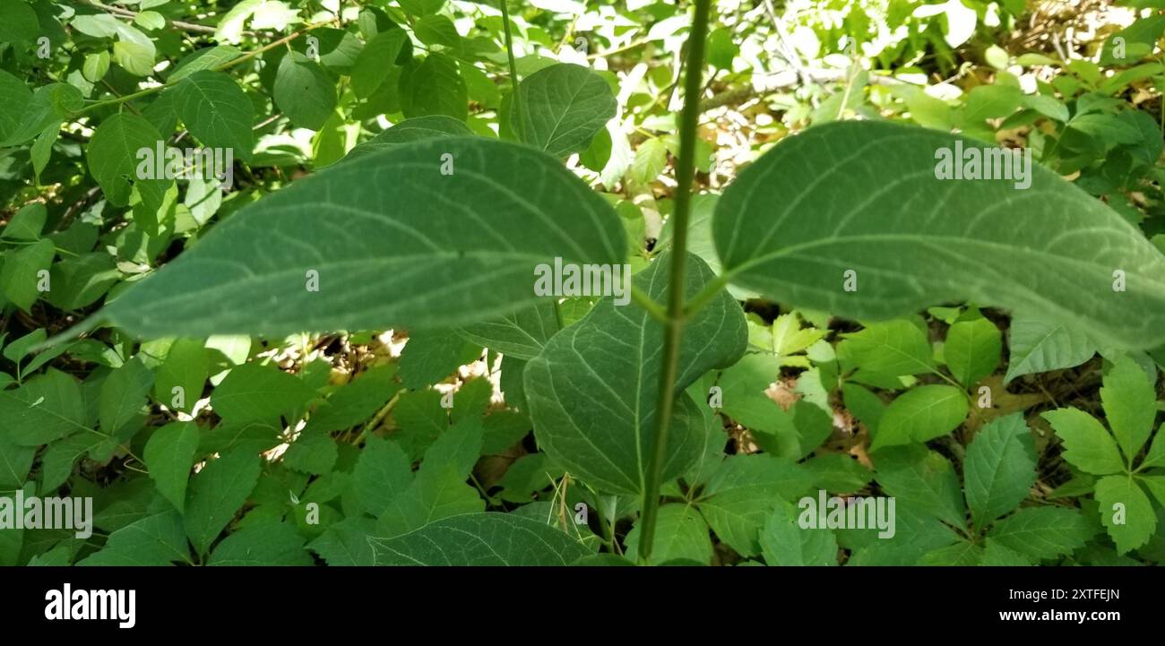 European swallow-wort (Vincetoxicum rossicum) Plantae Stock Photo - Alamy