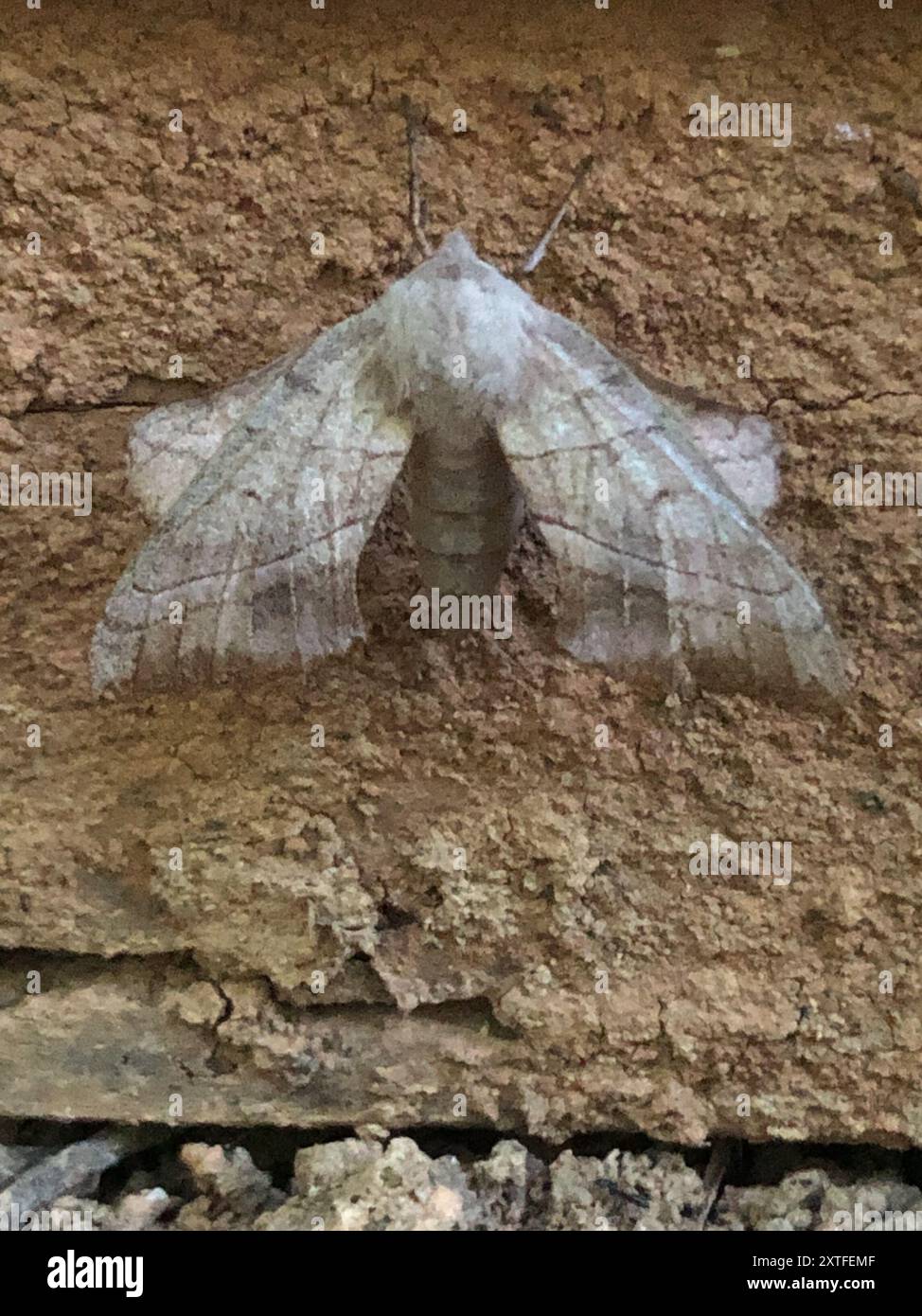 Walnut Sphinx (Amorpha juglandis) Insecta Stock Photo - Alamy