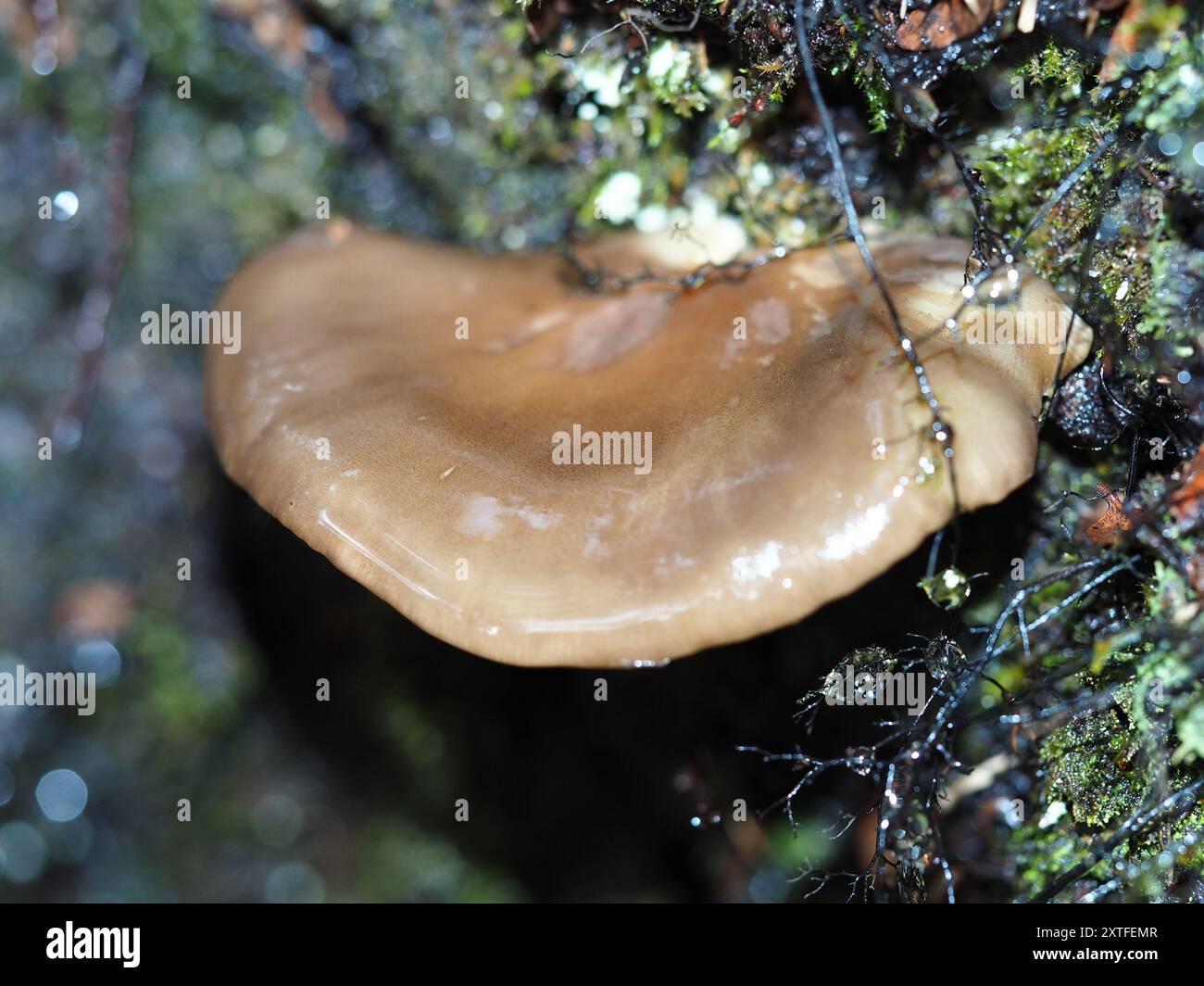 (Pleurotus purpureo-olivaceus) Fungi Stock Photo - Alamy