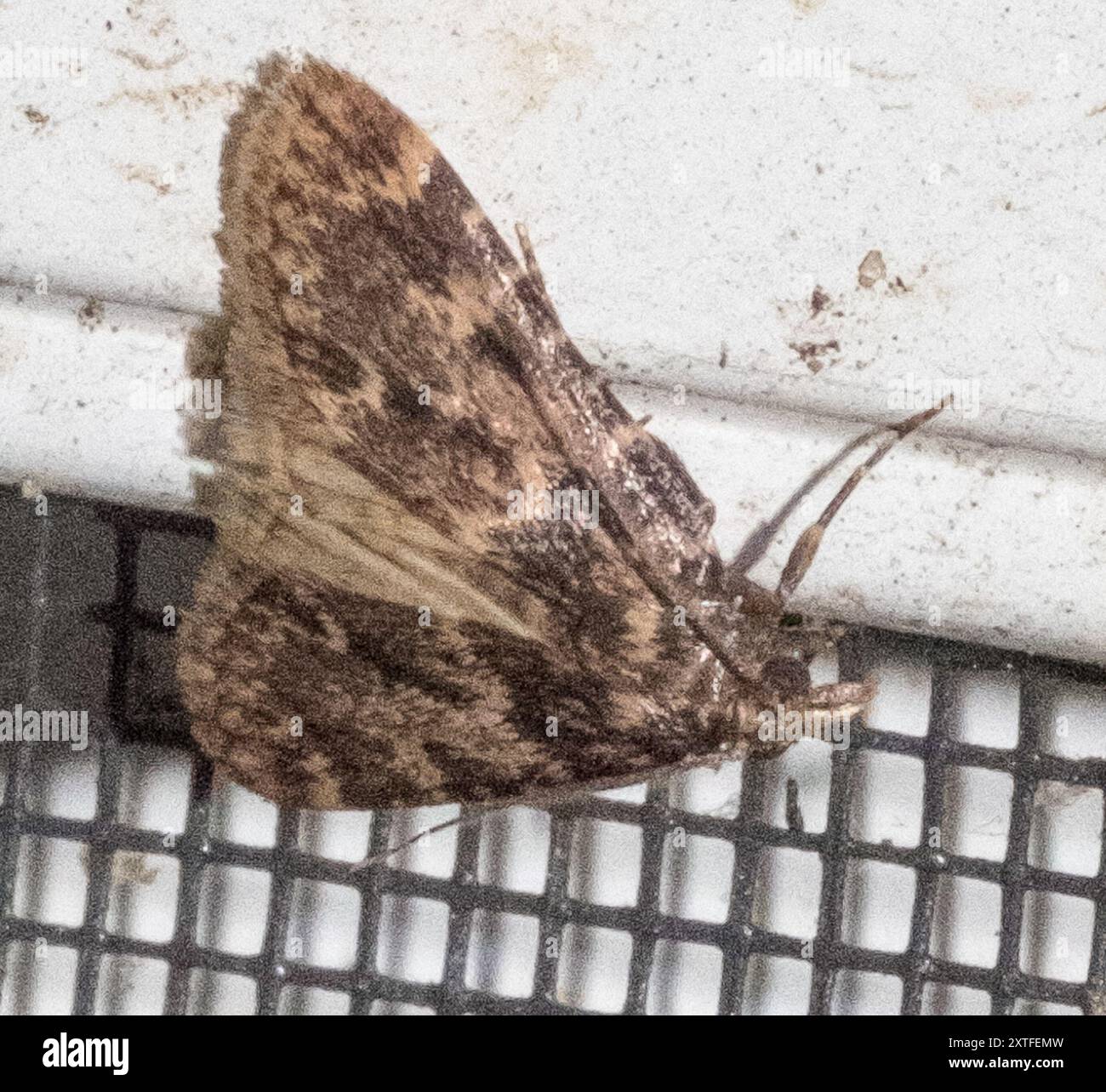 Stored grain moth (Aglossa caprealis) Insecta Stock Photo - Alamy