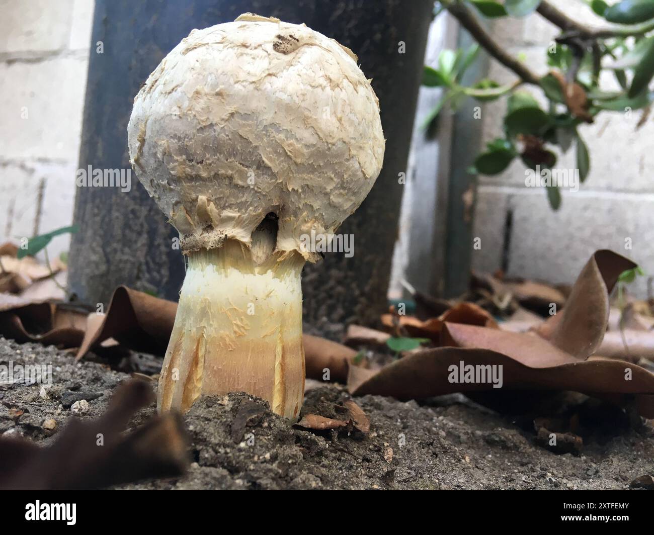 Gasteroid Agaricus (Agaricus deserticola) Fungi Stock Photo - Alamy