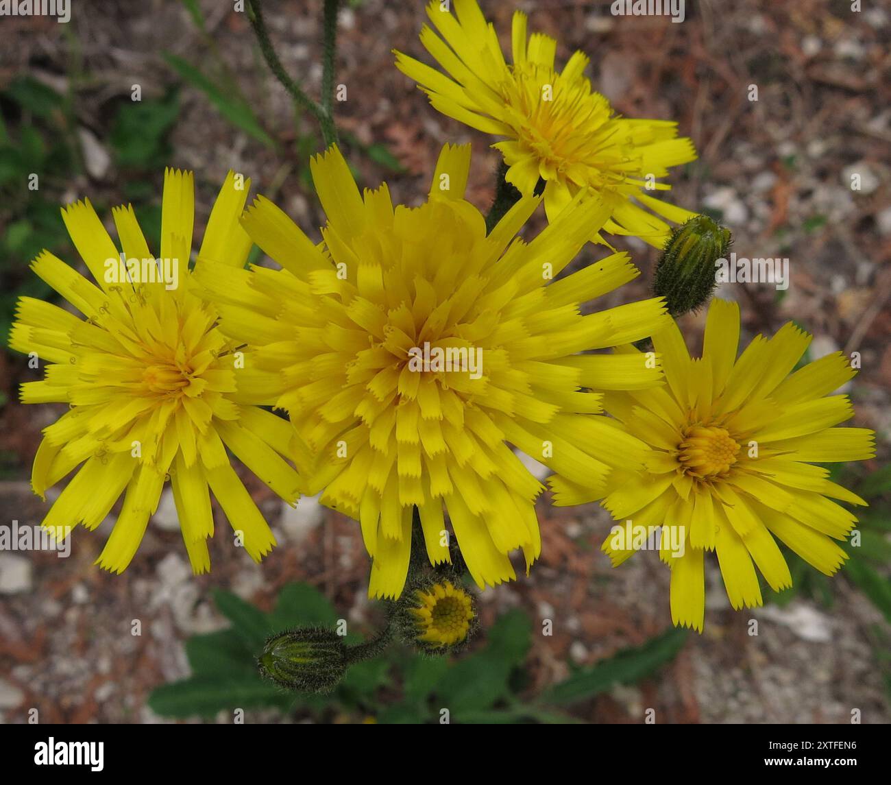 Wall hawkweed (Hieracium murorum) Plantae Stock Photo - Alamy