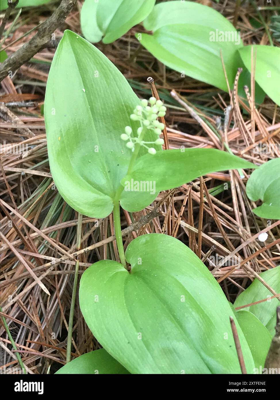 Canada mayflower (Maianthemum canadense) Plantae Stock Photo - Alamy