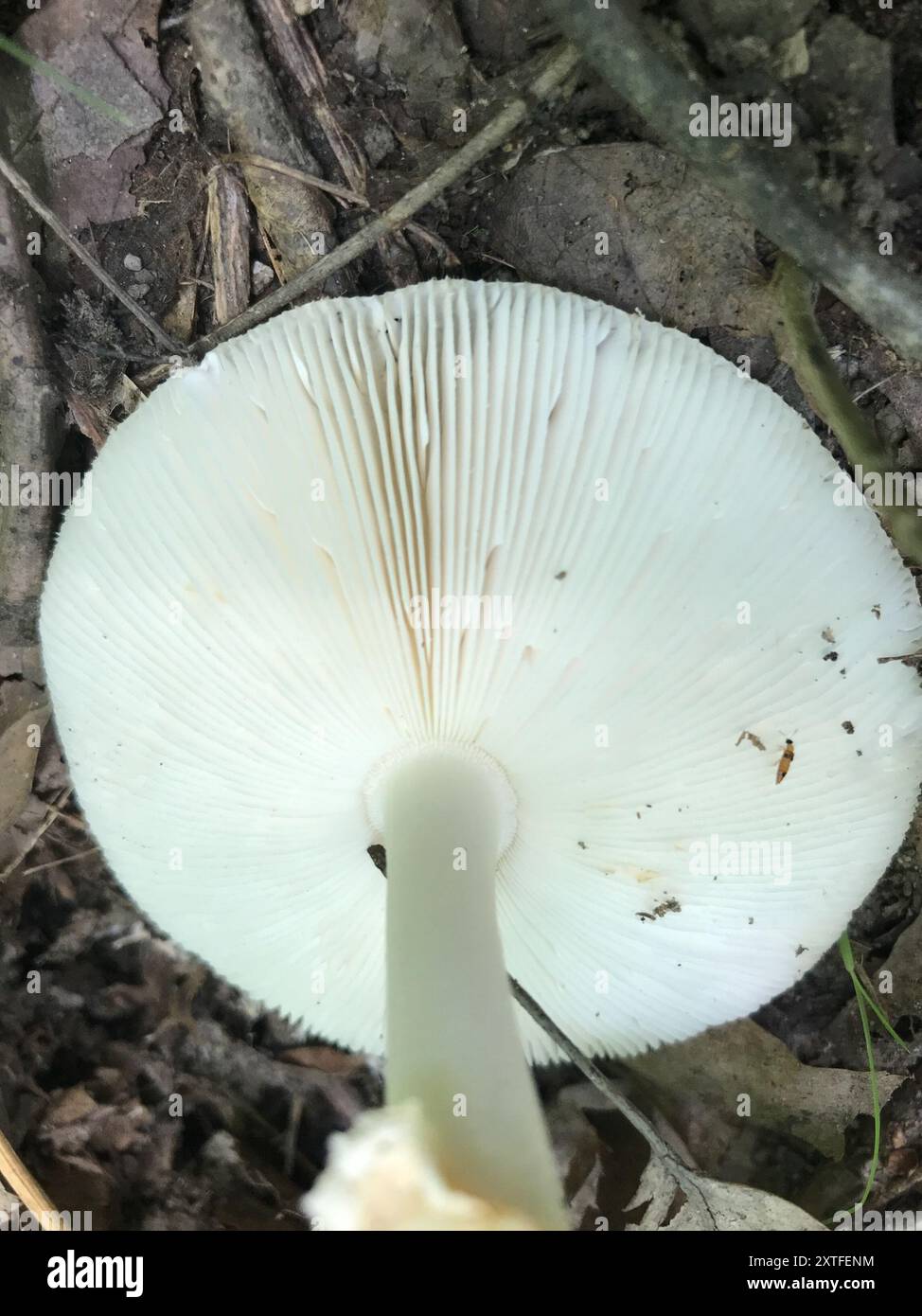 Eastern North American Destroying Angel (Amanita bisporigera) Fungi ...