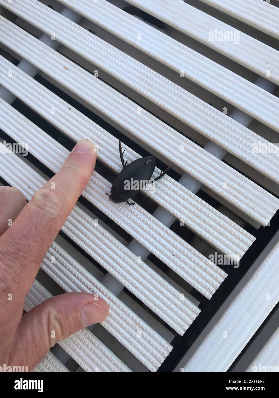 Giant Water Scavenger Beetle (Hydrophilus triangularis) Insecta Stock ...