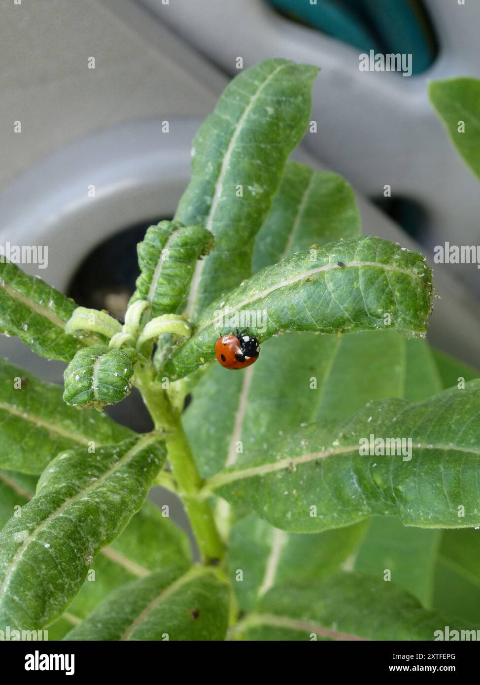 Aphids (Aphididae) Insecta Stock Photo - Alamy