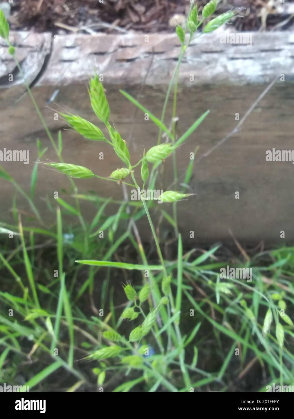 common soft brome (Bromus hordeaceus) Plantae Stock Photo - Alamy