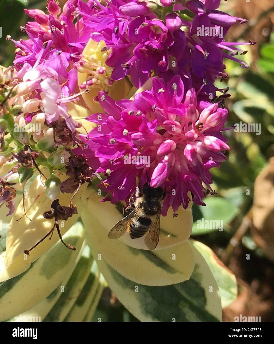 Western Leafcutter Bee (Megachile perihirta) Insecta Stock Photo - Alamy