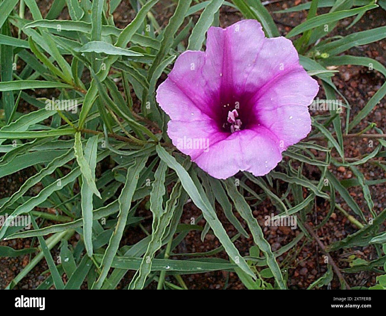 Narrowleaf Morning Glory (Ipomoea bolusiana) Plantae Stock Photo - Alamy