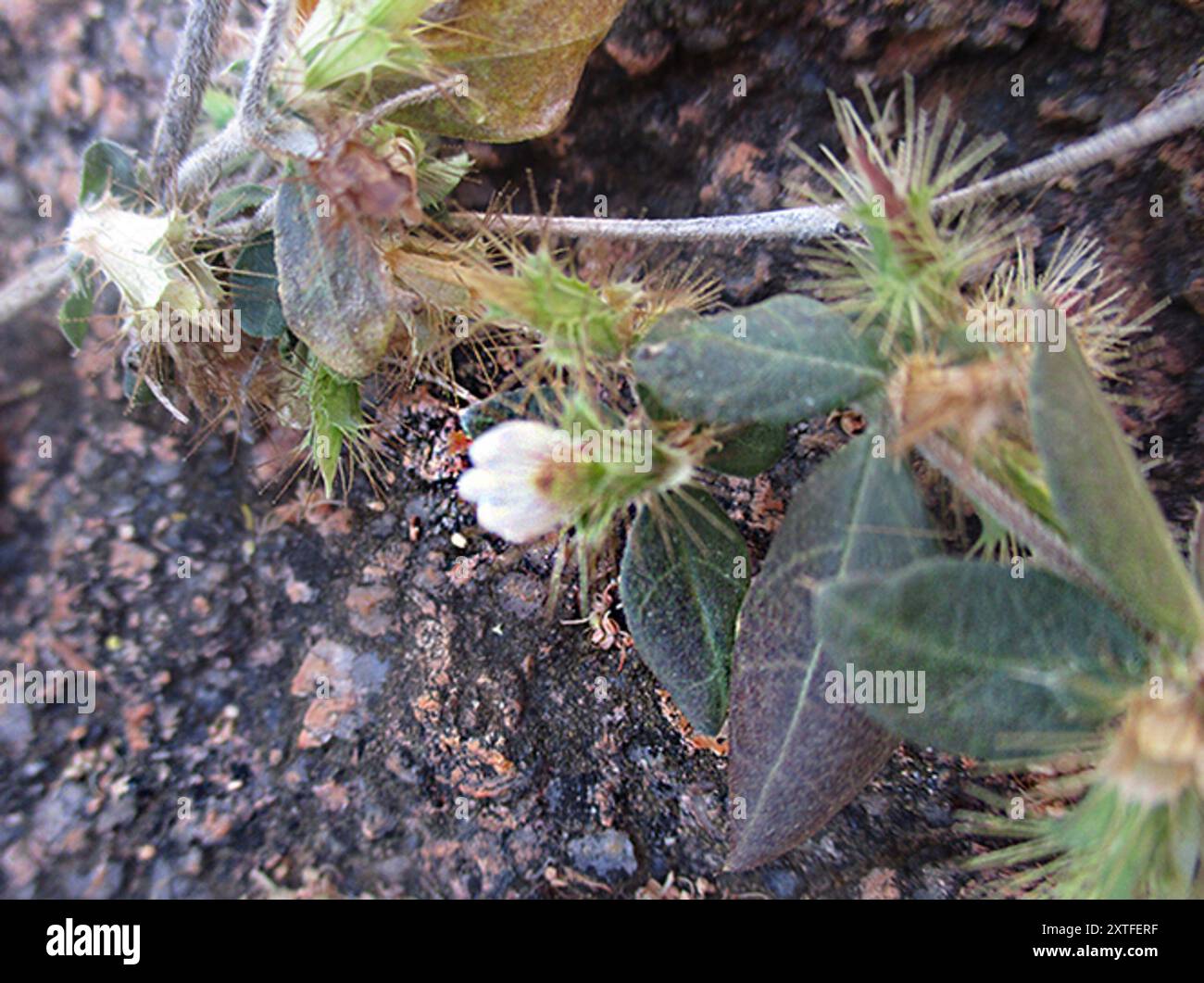 Surprise Packet (Blepharis maderaspatensis) Plantae Stock Photo - Alamy