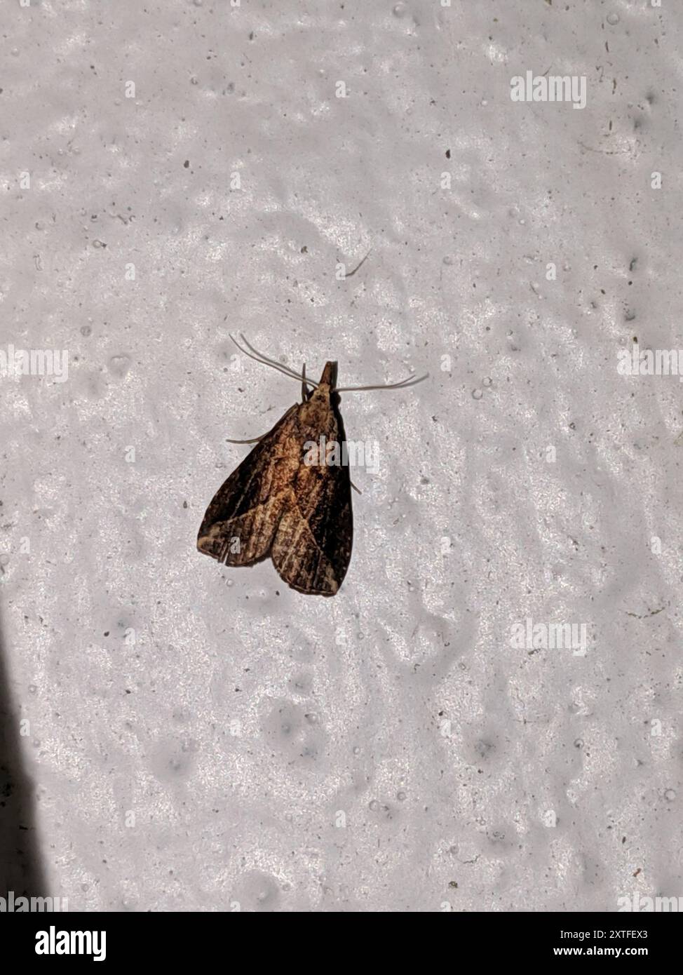 Underwing, Tiger, Tussock, and Allied Moths (Erebidae) Insecta Stock ...