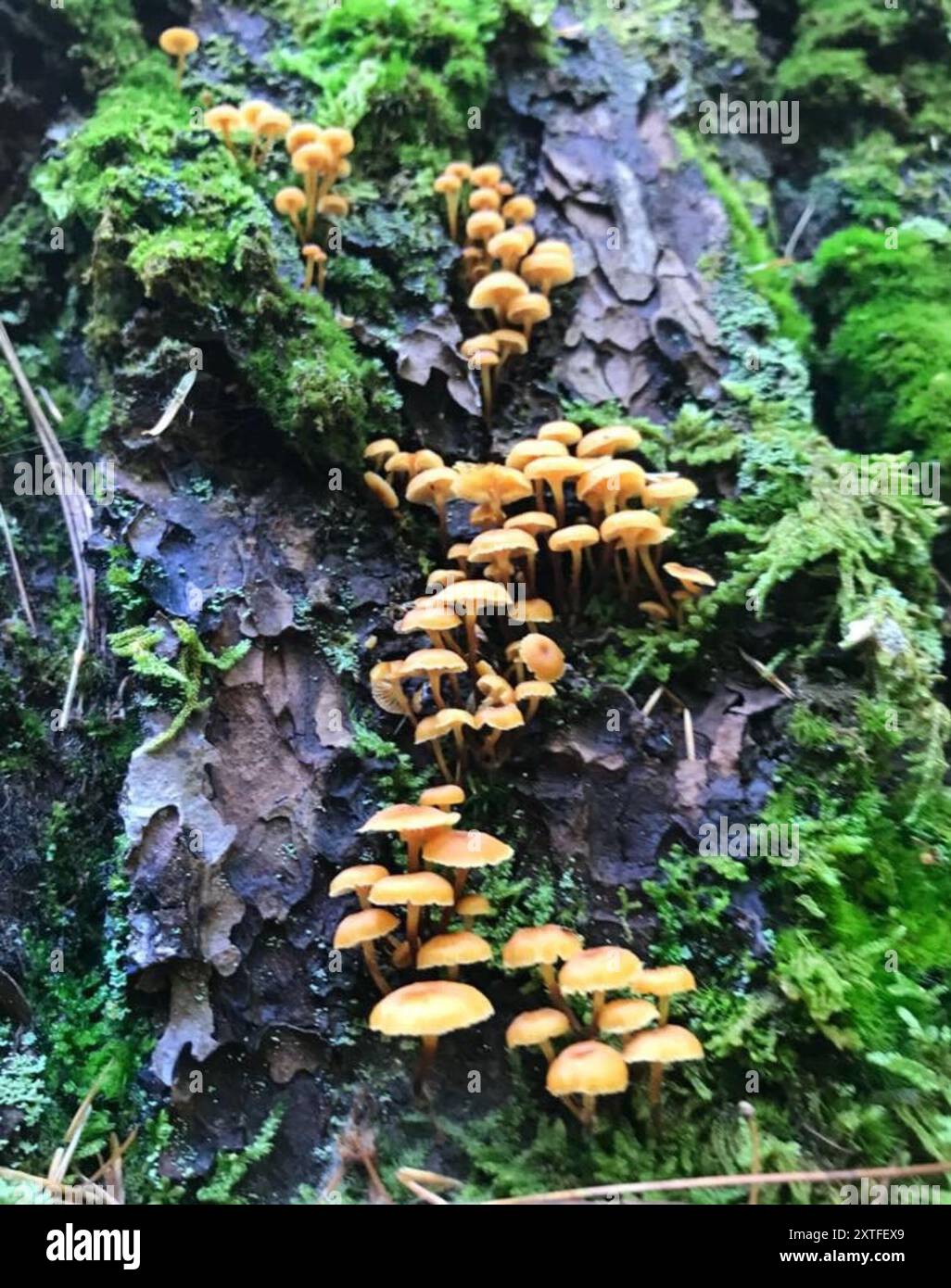 Pinewood Gingertail (Xeromphalina campanella) Fungi Stock Photo - Alamy