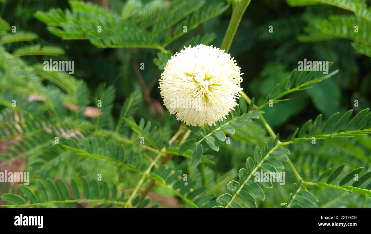 White leadtree (Leucaena leucocephala) Plantae Stock Photo - Alamy