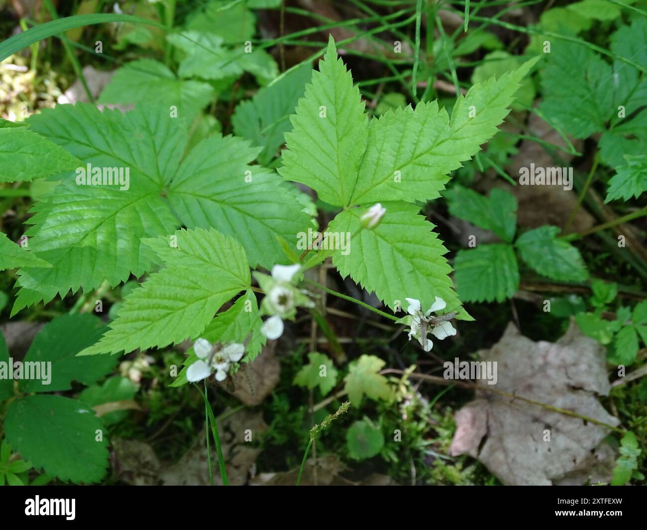 dwarf raspberry (Rubus pubescens) Plantae Stock Photo - Alamy